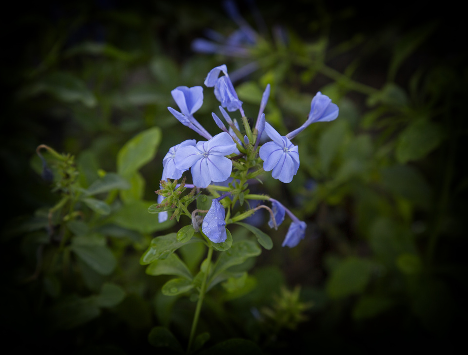 Plumbago | bugsman | Blipfoto