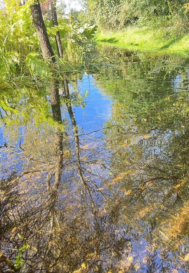 Garden reflections. | CowgirlCarol | Blipfoto