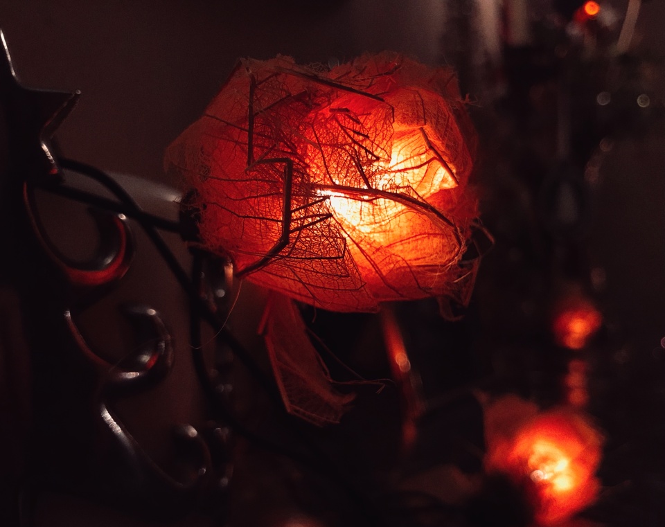 Paper rose | pixelpixie | Blipfoto