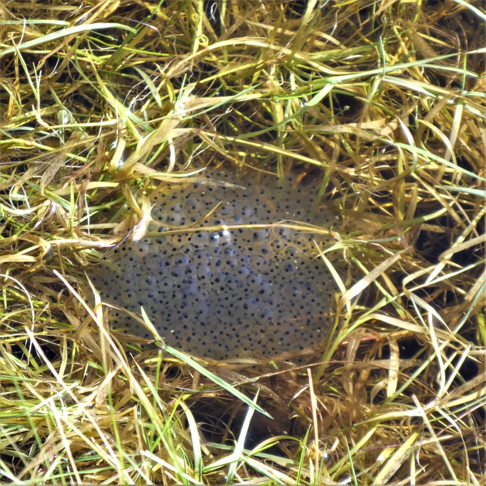 Frogspawn | EllyJay | Blipfoto