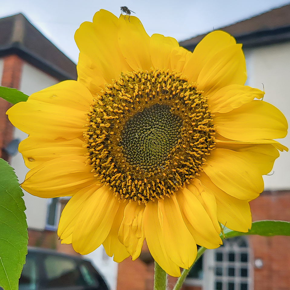 Sunflower | agrumpycow | Blipfoto