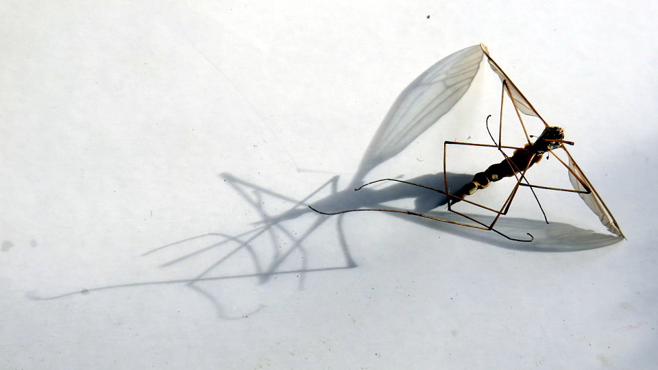 Insect death | ceridwen | Blipfoto