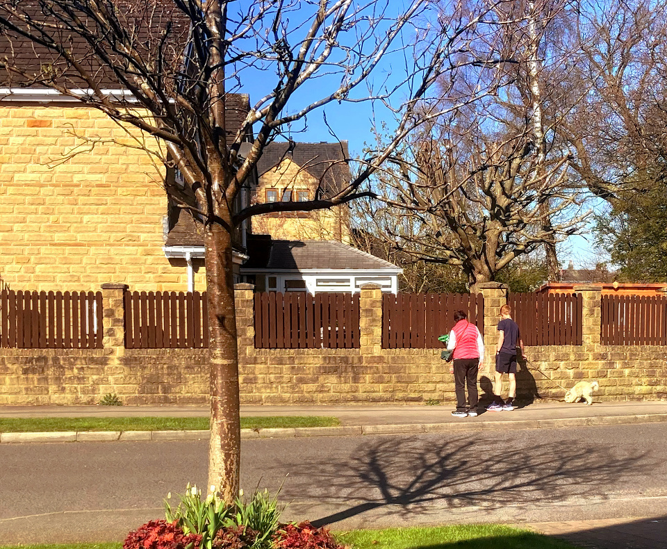 Walking the Dog-122 | mambo | Blipfoto