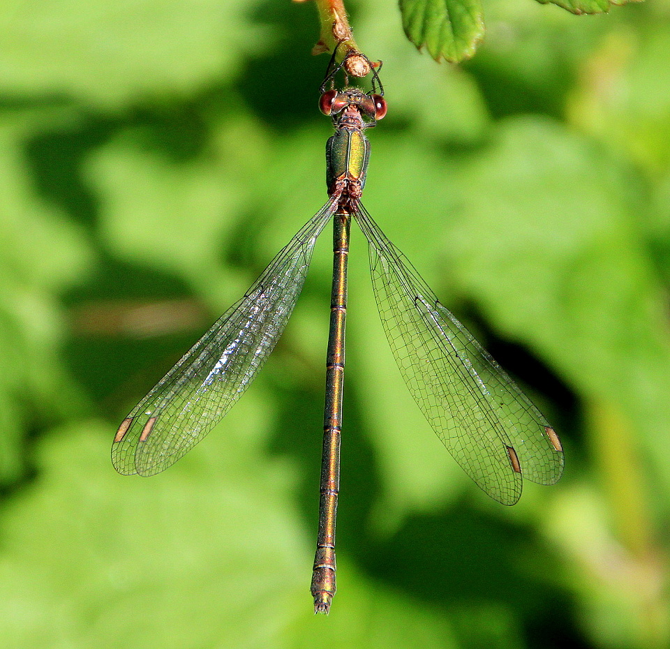 Old Red Eye | LincolnWarrior | Blipfoto