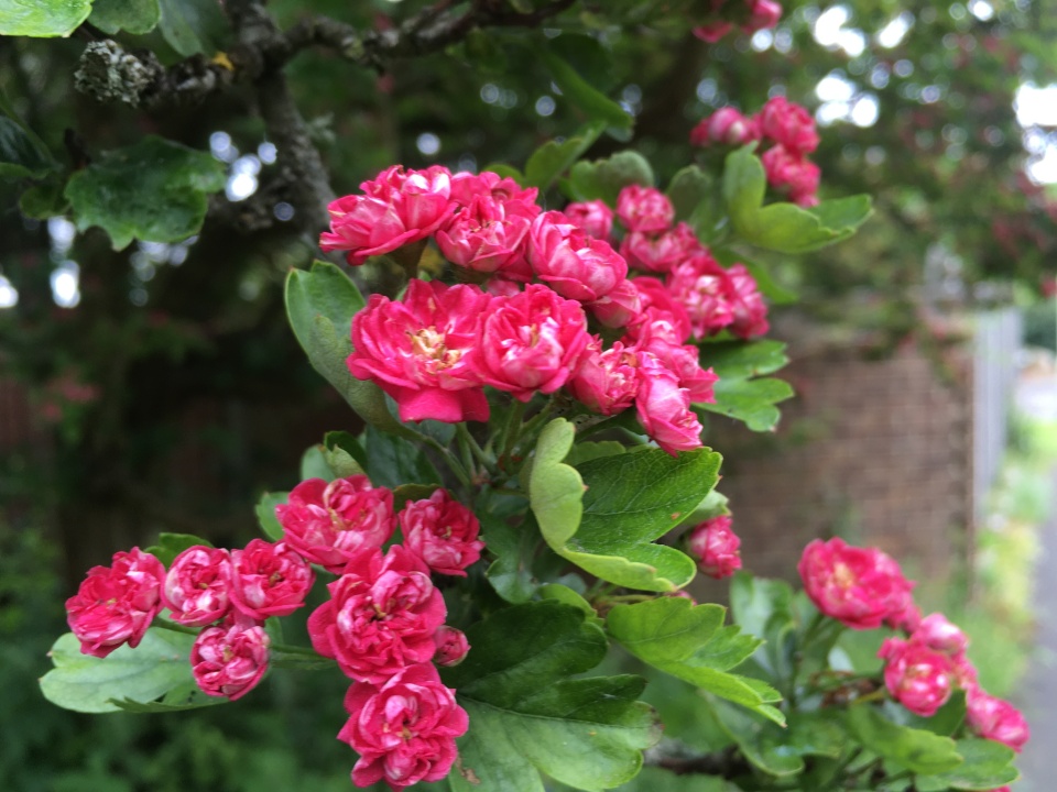 May tree | nicky | Blipfoto