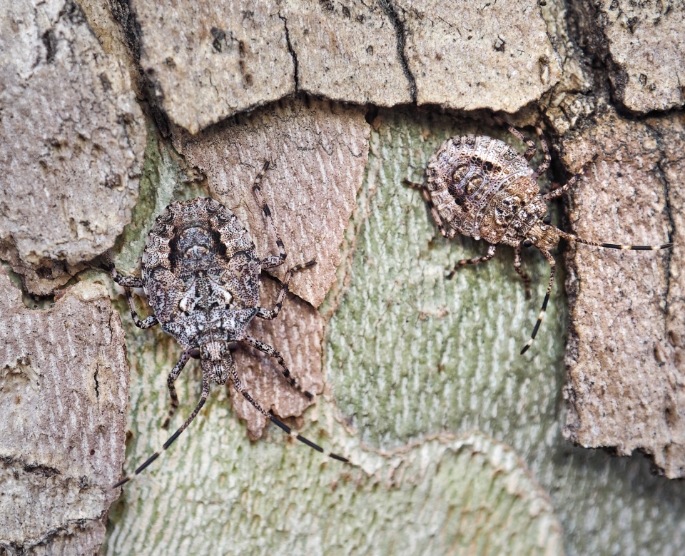 Clever Camouflaged Bug | DonnaWanna | Blipfoto