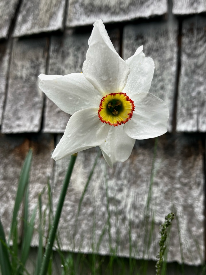 The Other Daffodils | madowoi | Blipfoto