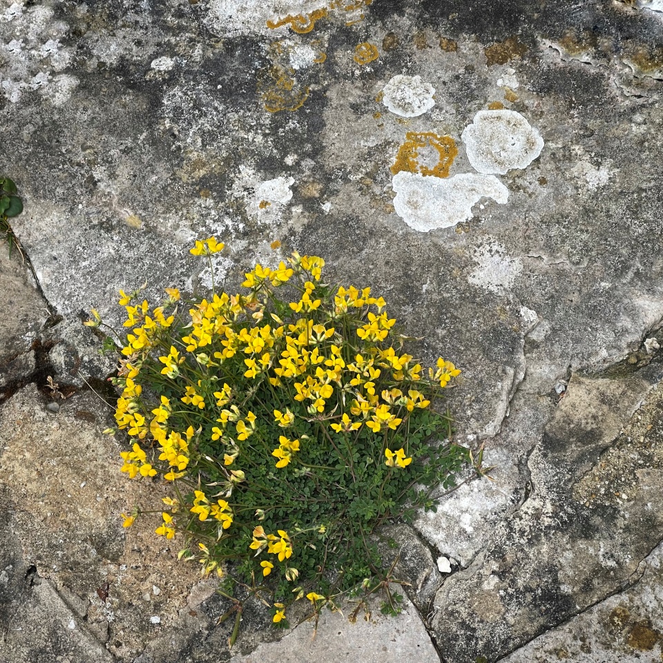 flower friday | sk | Blipfoto