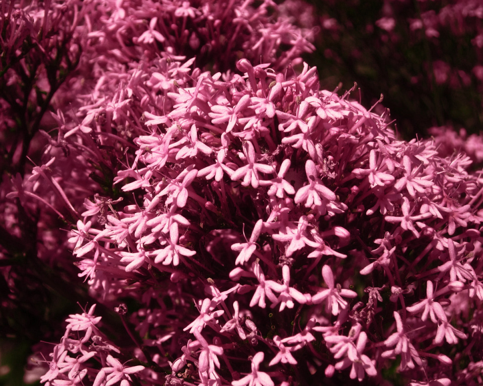 Magenta burst | s90man | Blipfoto