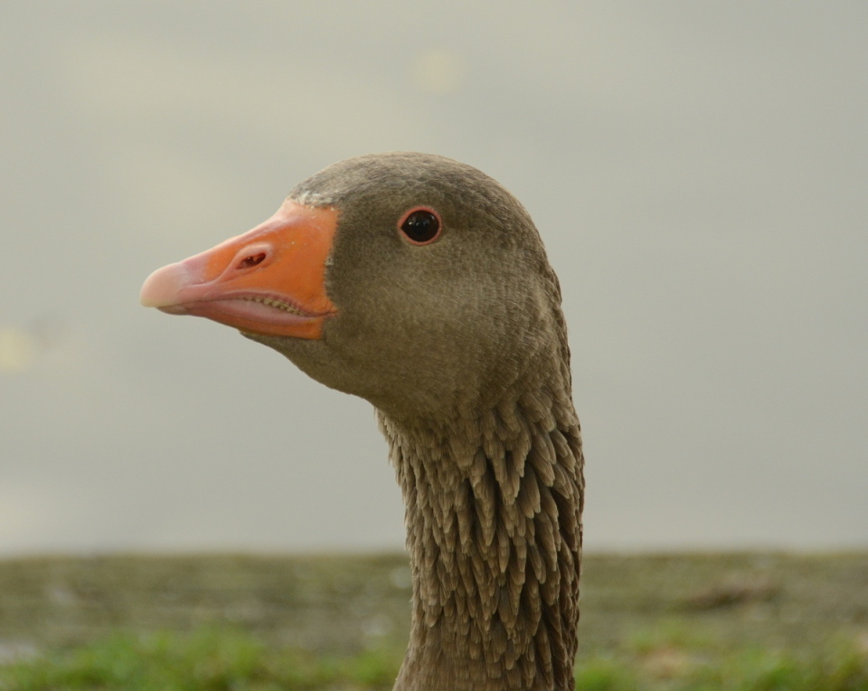 Greylag Goose | chrisA | Blipfoto