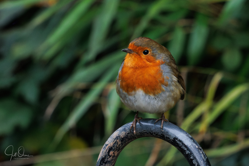 Sharing | JDO | Blipfoto