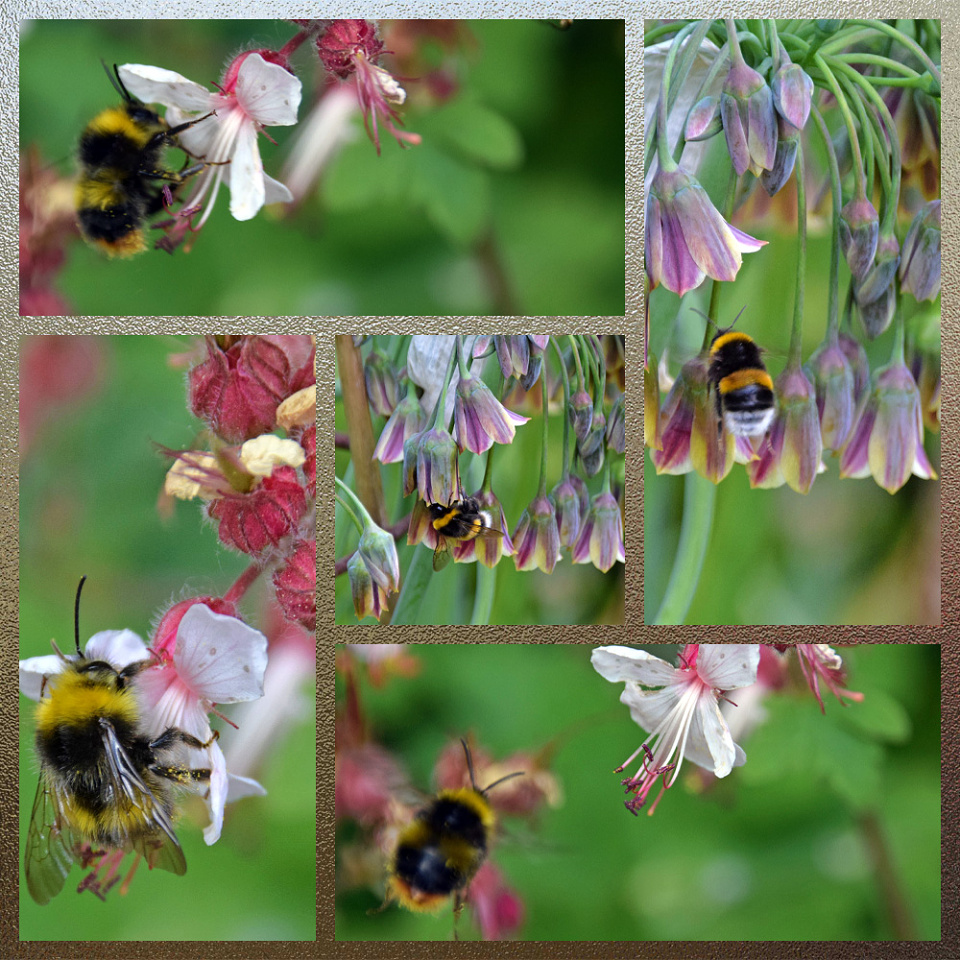 It's Flower (and bee) Friday! | Missycat | Blipfoto