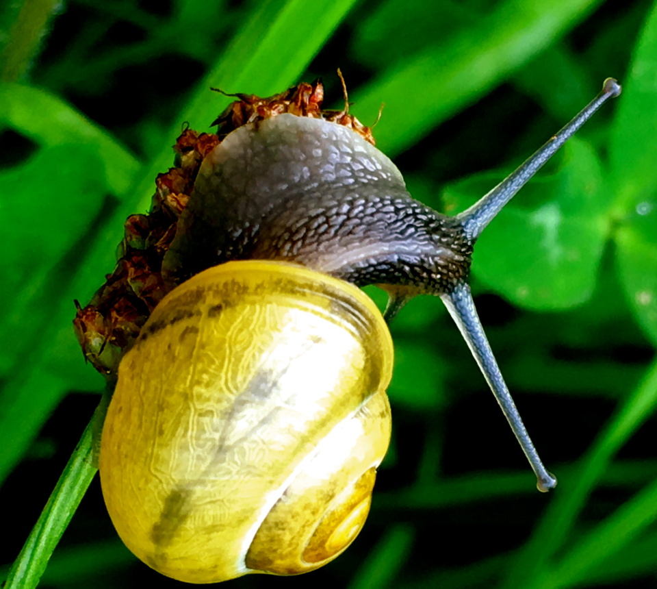 BRIAN THE SNAIL. | Larchlea | Blipfoto