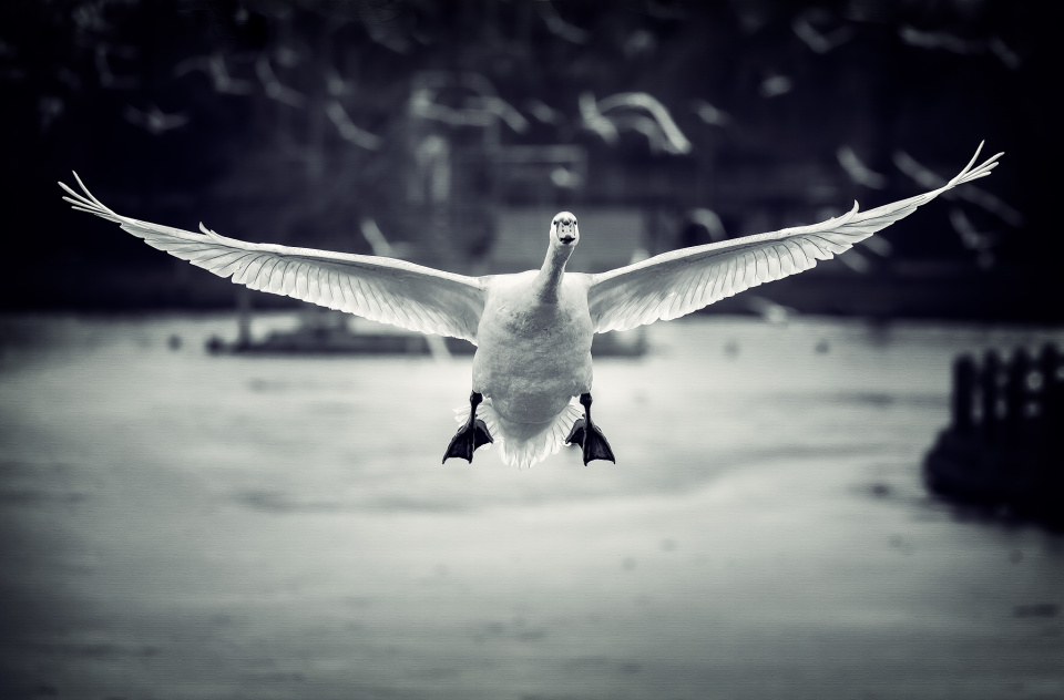 Swan | stevvi | Blipfoto