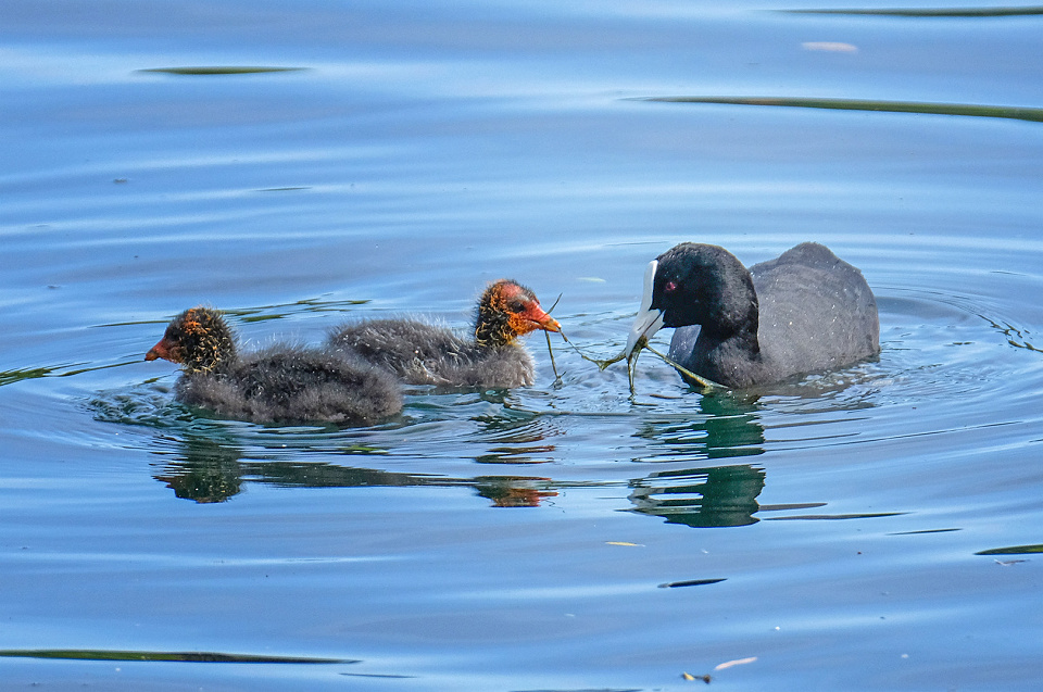 Australasian coot feeding its young | mpp26 | Blipfoto