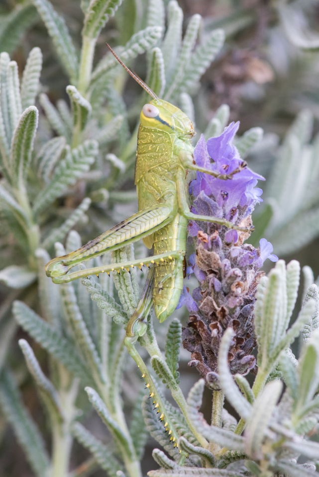 Blue cheeks hopalong | jensphotos | Blipfoto