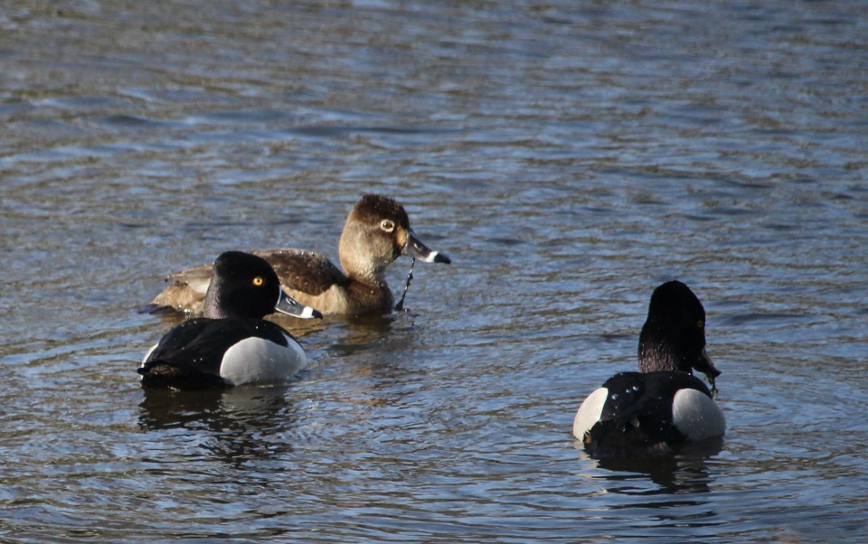 Ringneck Duck | loisbiz | Blipfoto