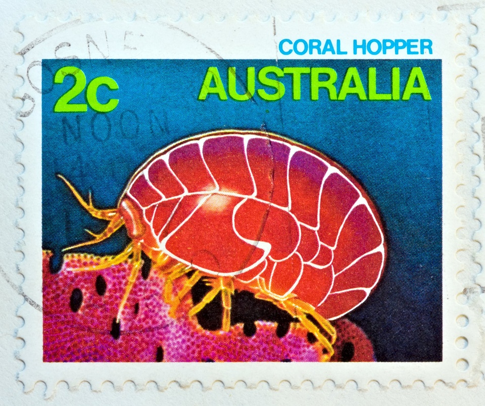 Coral hopper | ajt | Blipfoto