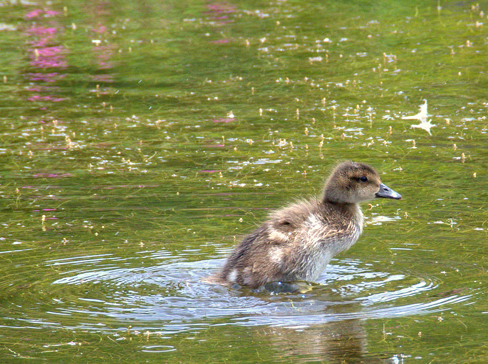 Widget | Tassitus | Blipfoto