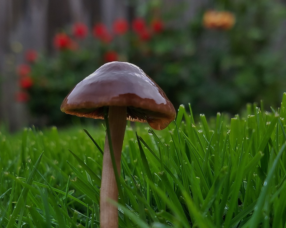 Mushroom in the Rain | RonaldBerry | Blipfoto