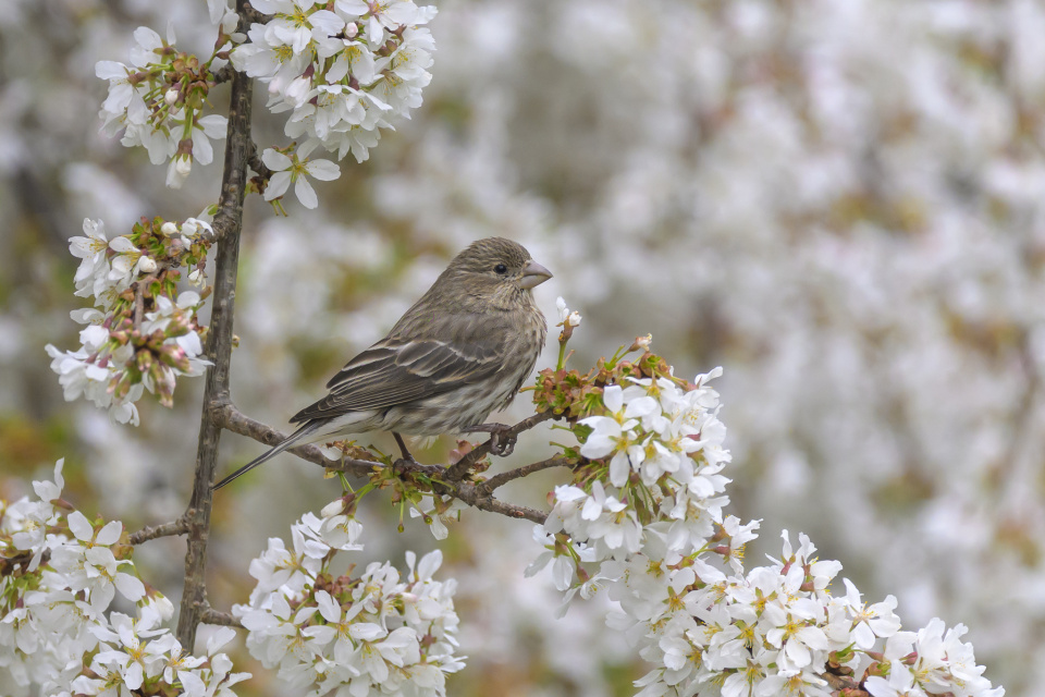 Birds & Blooms - 3 | dbifulco | Blipfoto