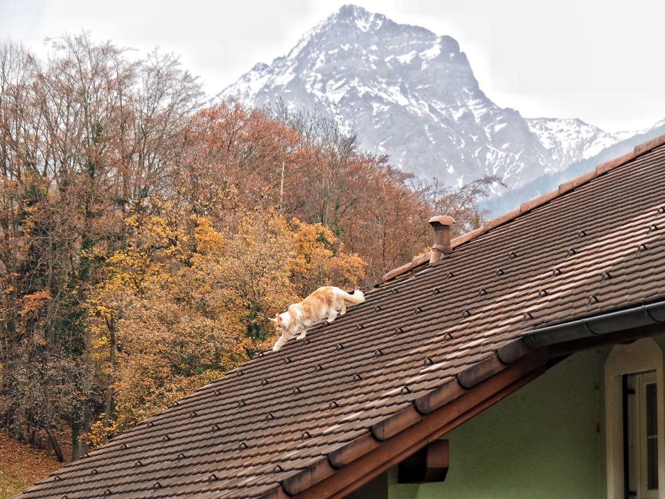 Mountain Lion on the Roof | HilarysView | Blipfoto