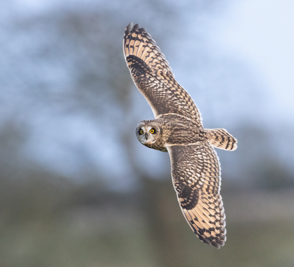 Lucky Me | Hillyblips | Blipfoto