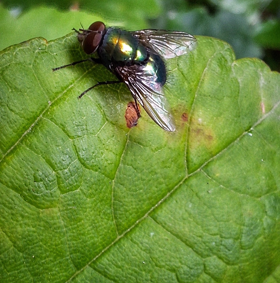 Tuesday | Caffeinated | Blipfoto