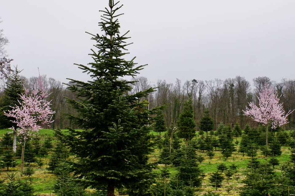 Christmas tree crop | bababarbara | Blipfoto