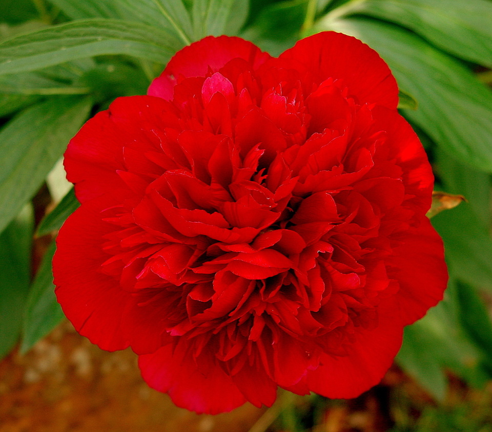 Peenie Roses | OCDman | Blipfoto