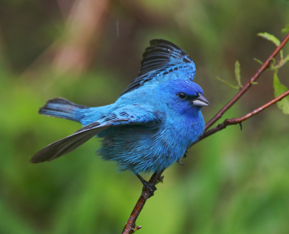 Indigo Bunting (male) | VandeGraaff | Blipfoto