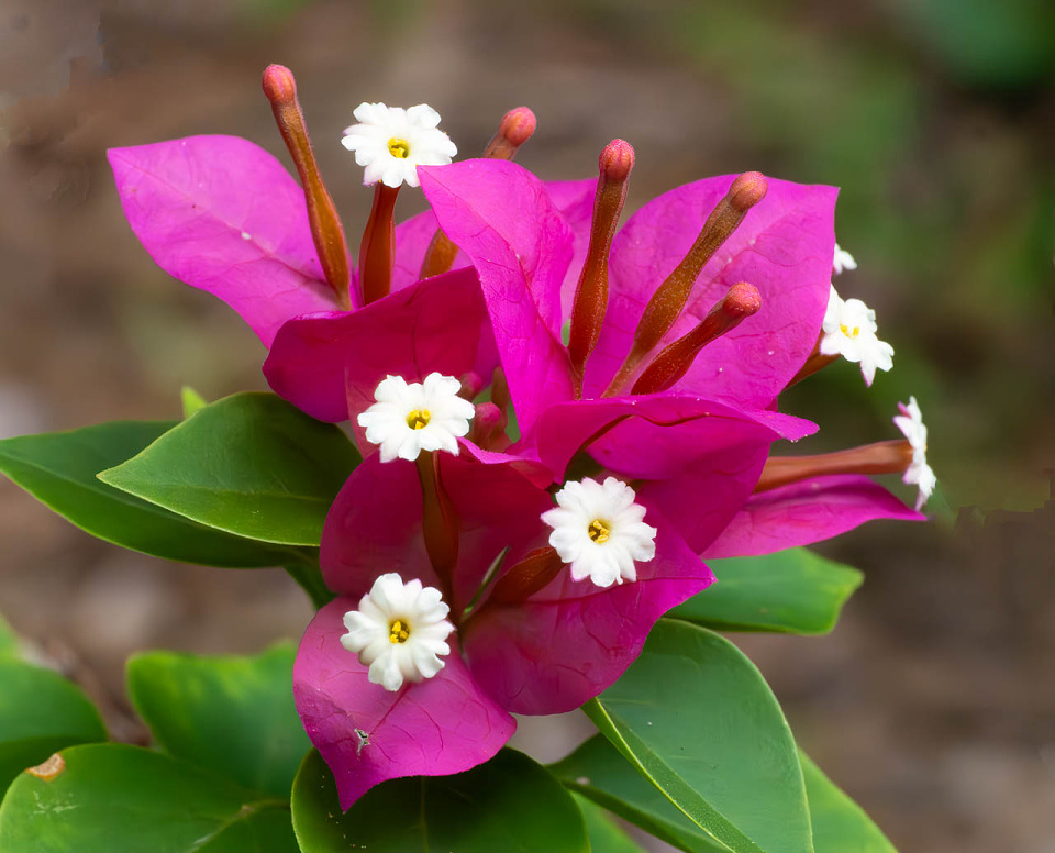 Flower Week ... | maura143 | Blipfoto