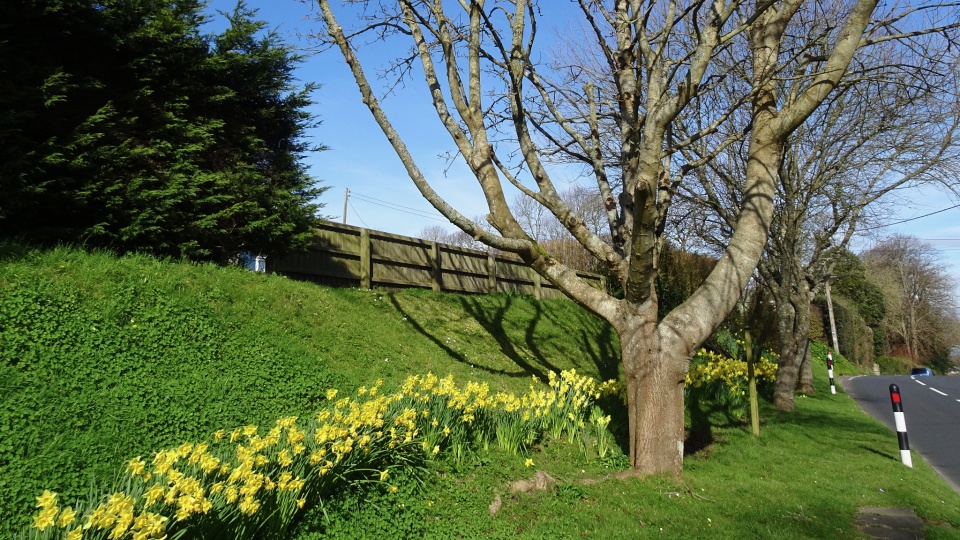 Daffodil row | PAR1 | Blipfoto