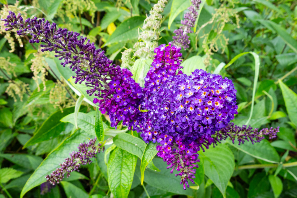 Wild Buddleia | madwill | Blipfoto