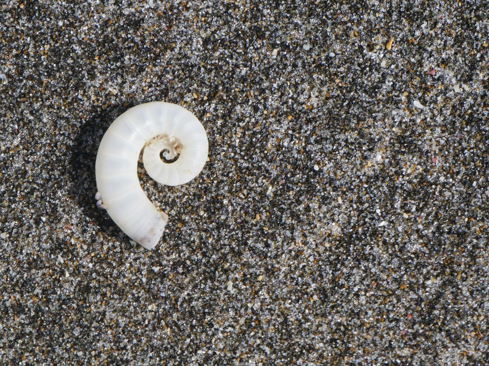 Rams horn squid shell | gillyh | Blipfoto