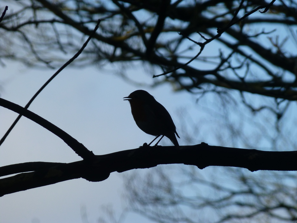 Rocking Robin. | welshmaid50 | Blipfoto