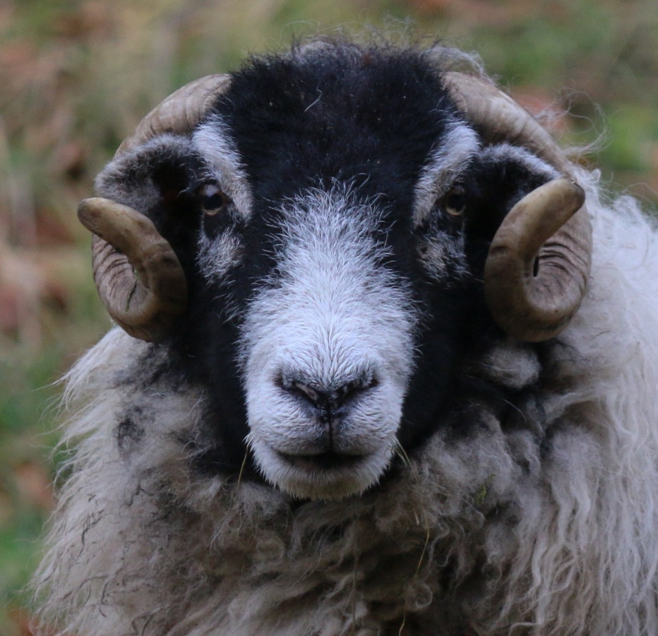Swaledale Sheep | Kiteseeker | Blipfoto