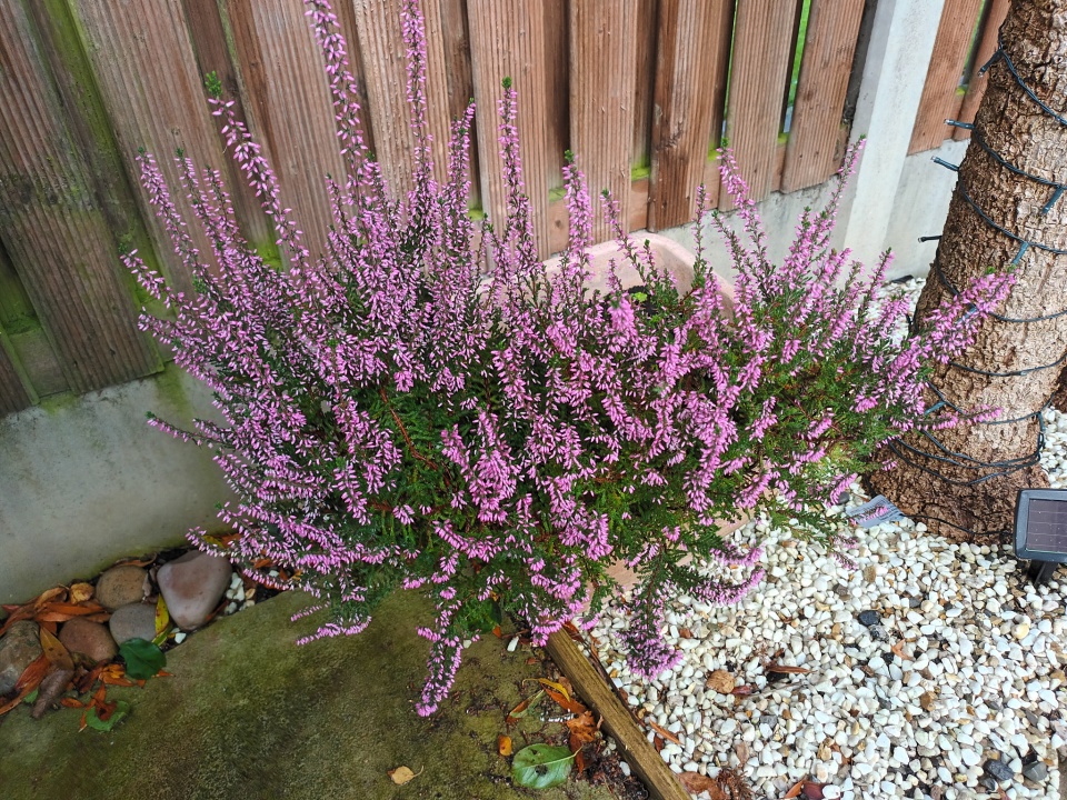 Autumn Heather....!! | Annieone | Blipfoto