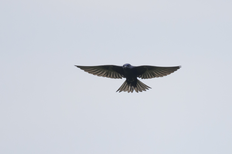 Purple! | dbifulco | Blipfoto