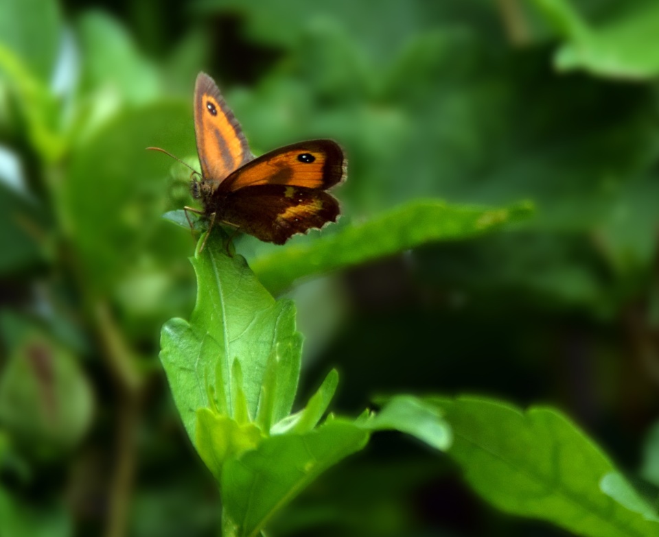 The Gatekeeper | Missycat | Blipfoto
