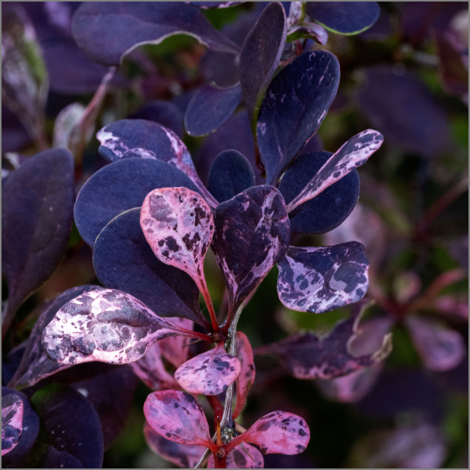 Leaves | Terrifo | Blipfoto