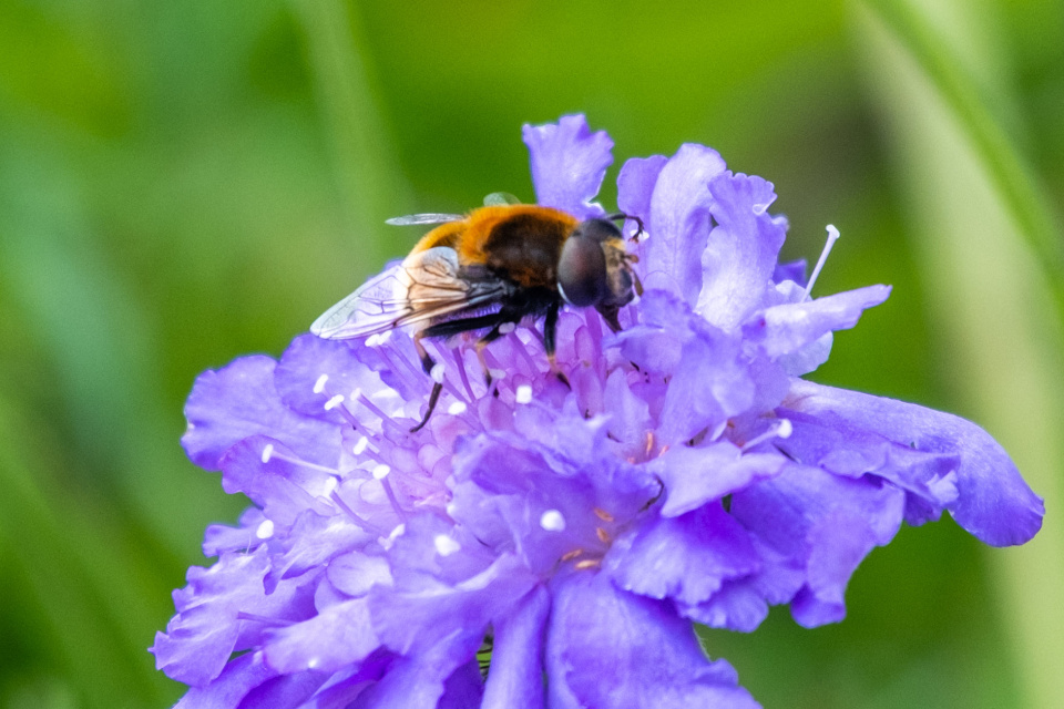 Furry Drone Fly | MotherShipton | Blipfoto