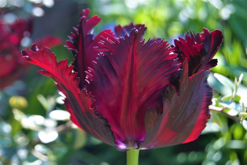 Shades of Deep Purple | Alan_Rodger | Blipfoto