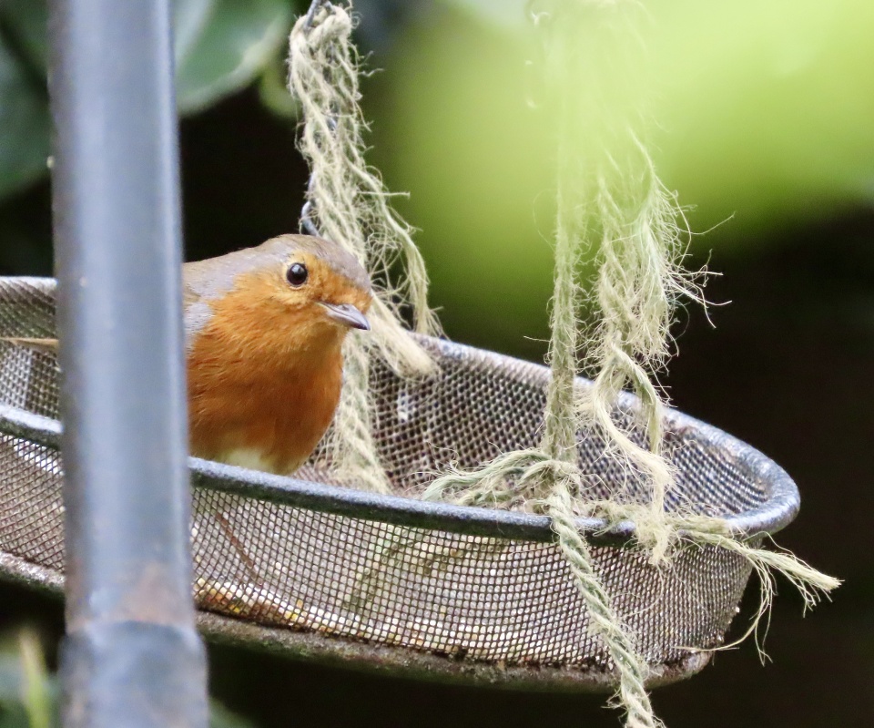 Just watching | orchid99 | Blipfoto