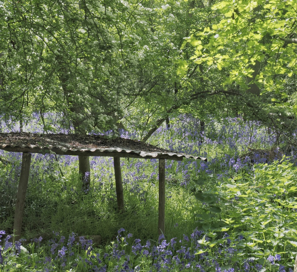 Still more bluebells | Technophobe | Blipfoto