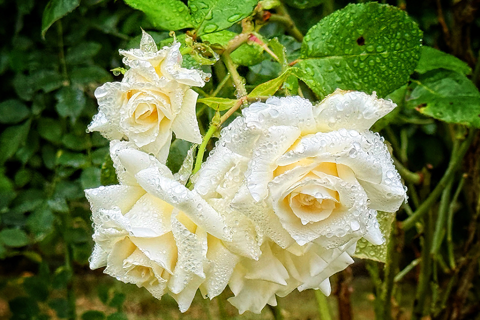 Raindrops on Roses | captureasecond | Blipfoto