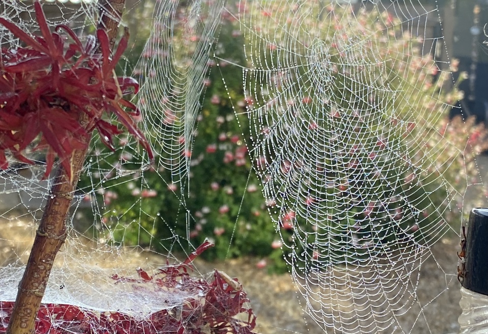 A beautiful misty morning | Alison666 | Blipfoto