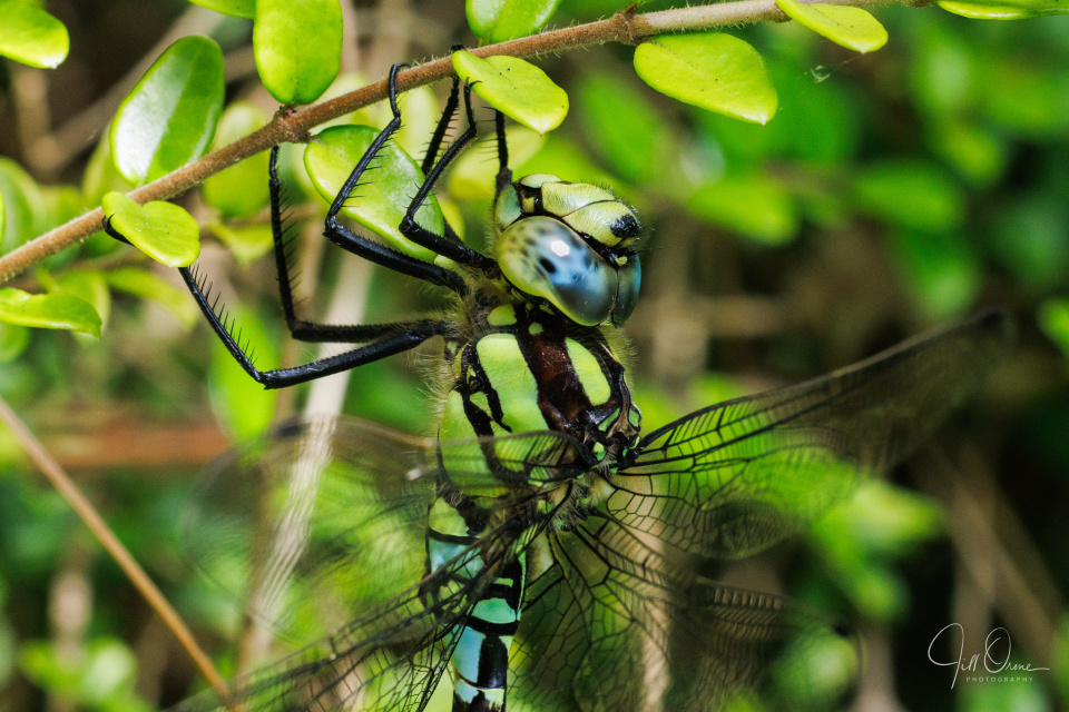 Hawking | JDO | Blipfoto