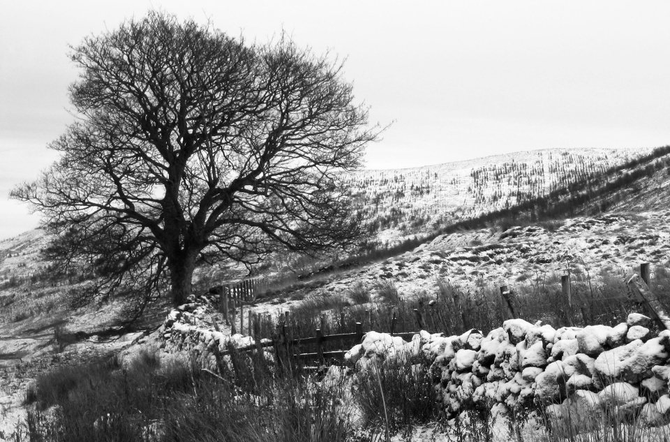 Glendevon: tree and the first dustings of snow | bancquo | Blipfoto