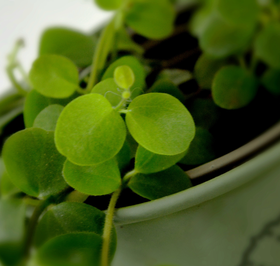 Purest Green… | mambo | Blipfoto
